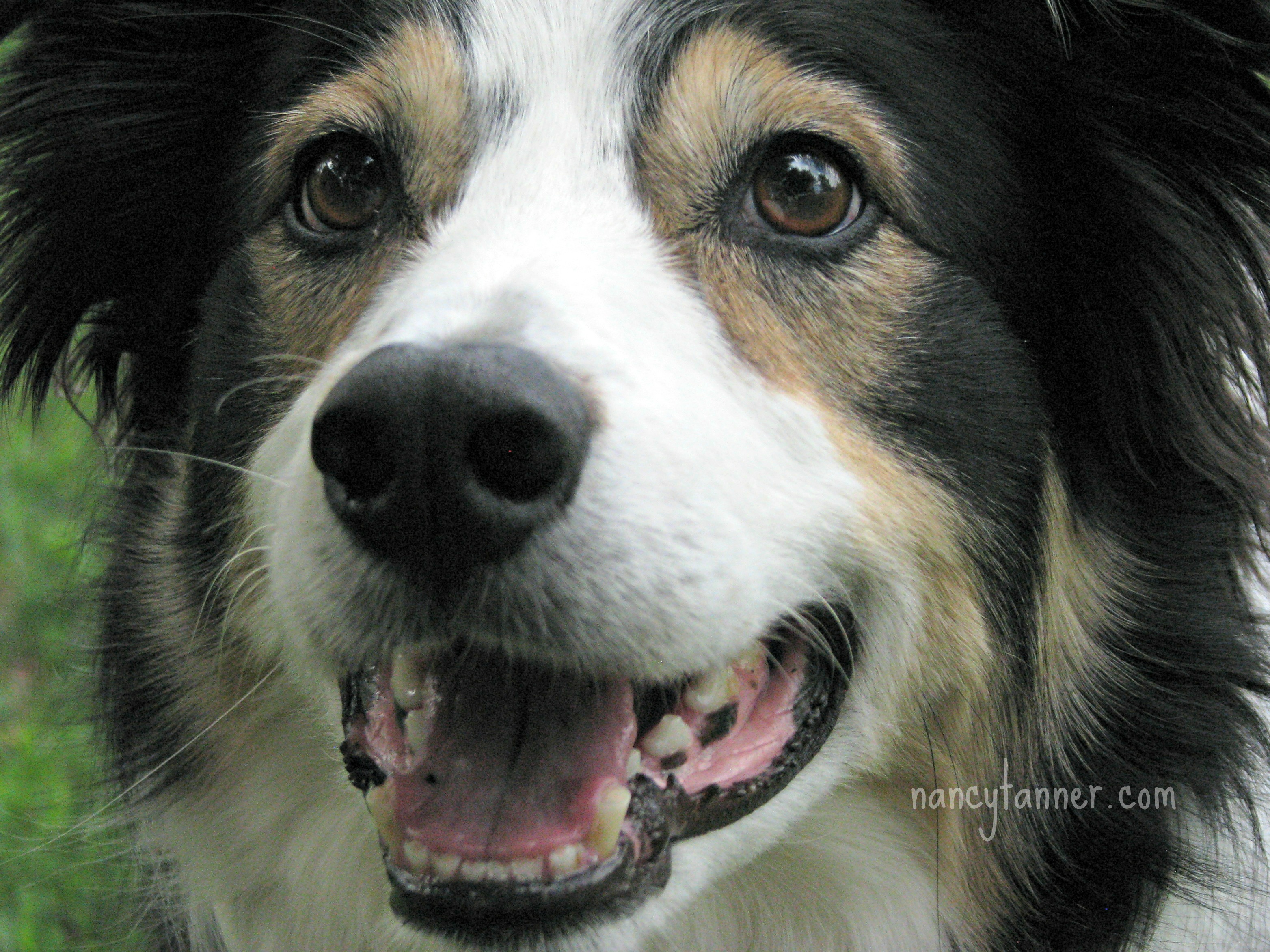 lavender & dogs – Nancy Tanner