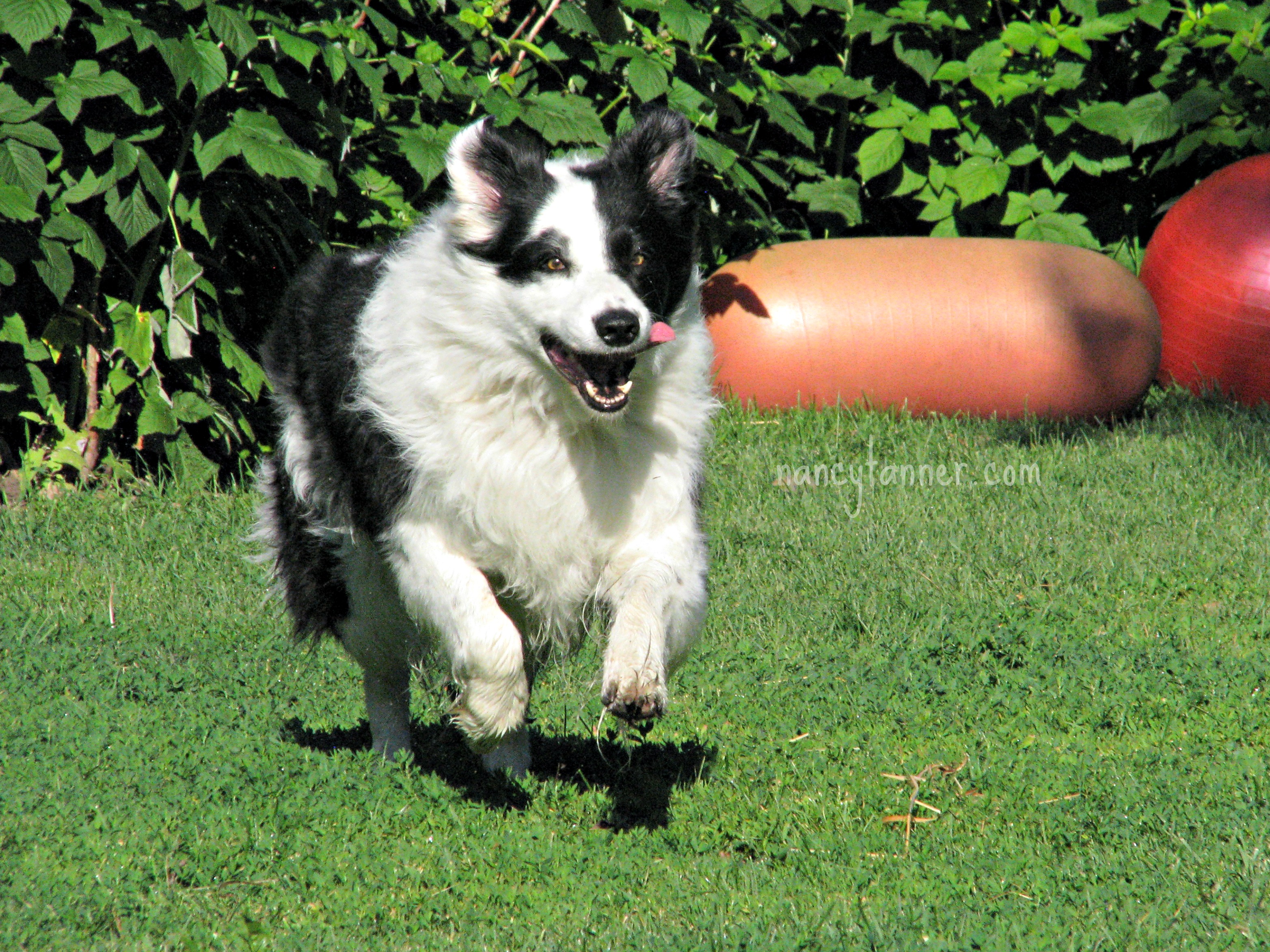 Top 10 tips – for the Adolescent Dog Owner – News From the Farm