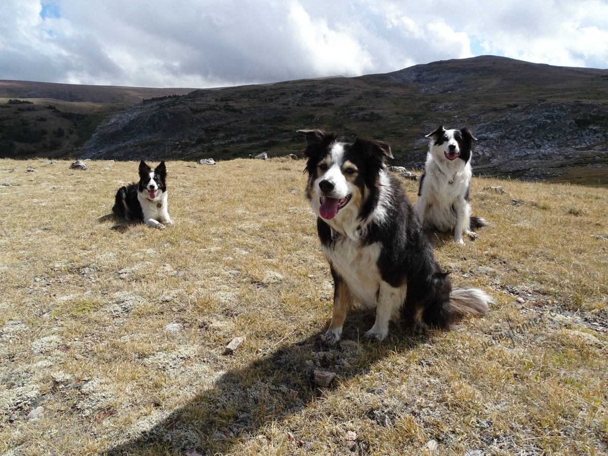 Happy Dog Valley … until it’s not – Nancy Tanner