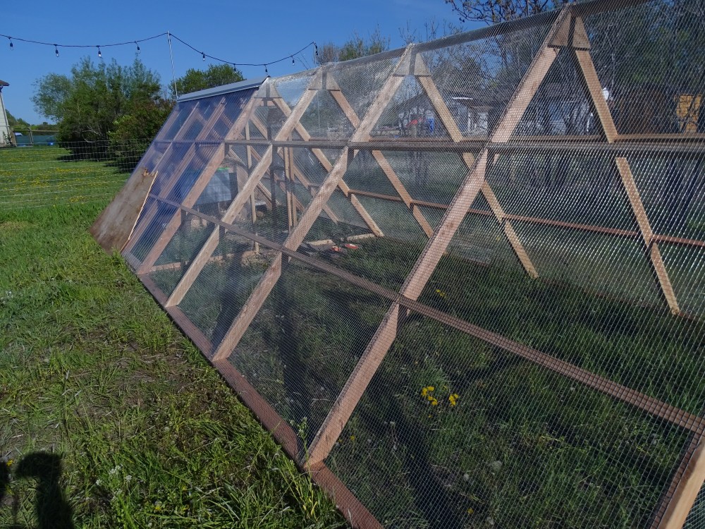 Welcome our Quail! – Nancy Tanner