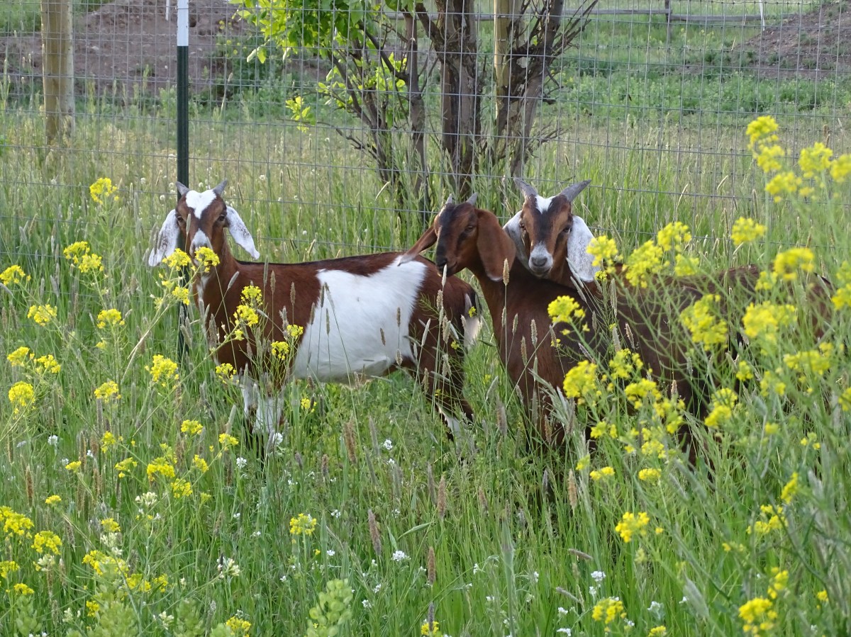 Goaty Goats – Slayer & Death Blade – Nancy Tanner