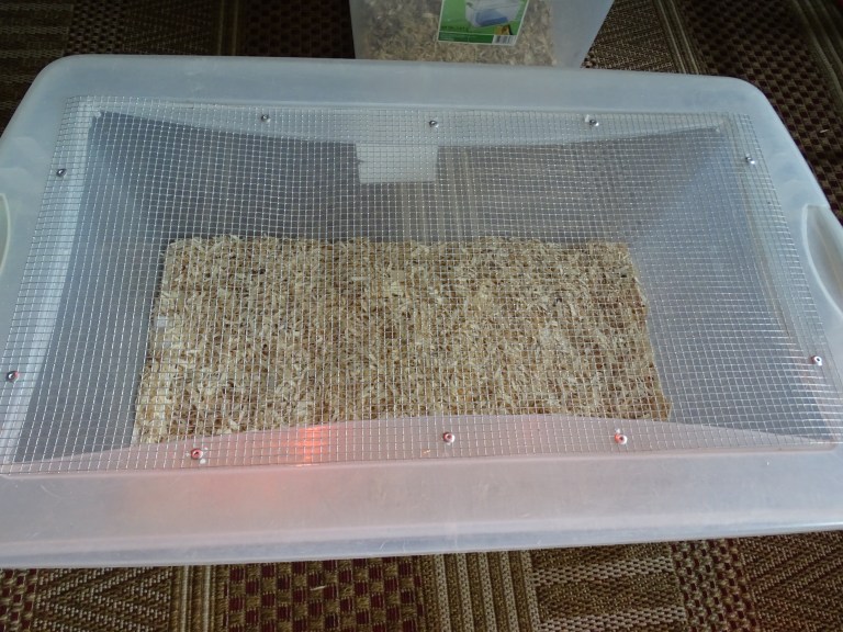 Welcome our Quail! – Nancy Tanner