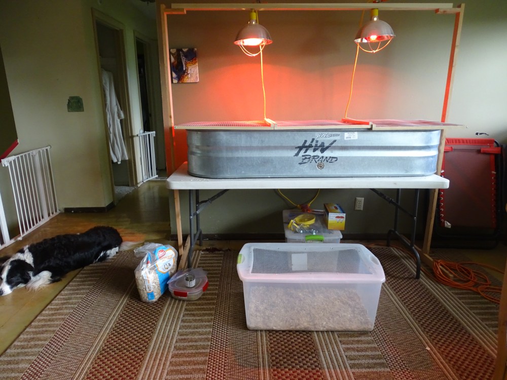 Welcome our Quail! – Nancy Tanner