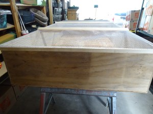 Welcome our Quail! – Nancy Tanner