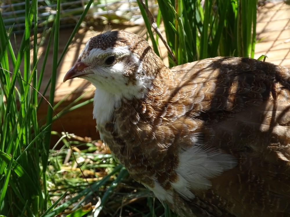 Welcome our Quail! – Nancy Tanner