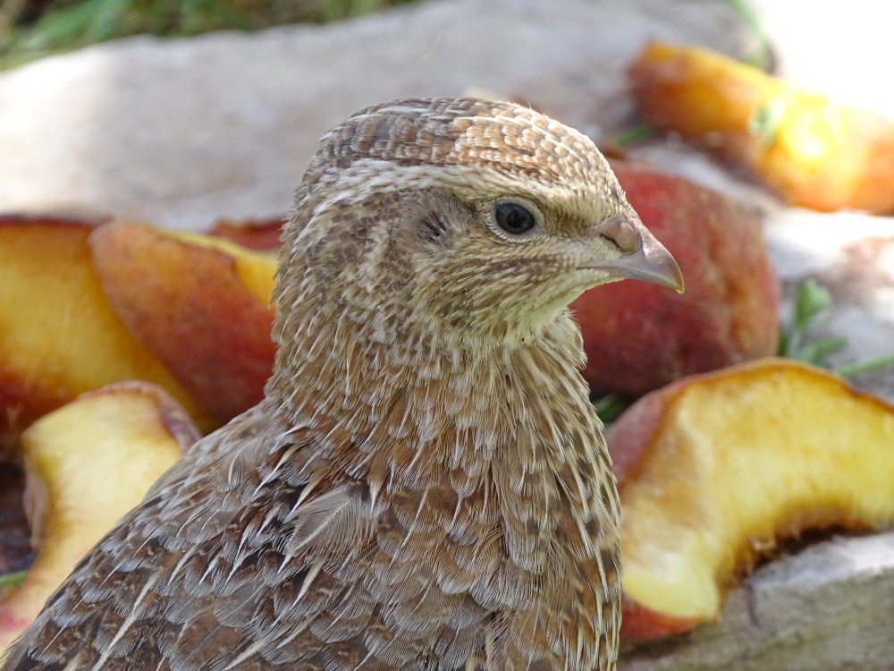 Welcome our Quail! – Nancy Tanner