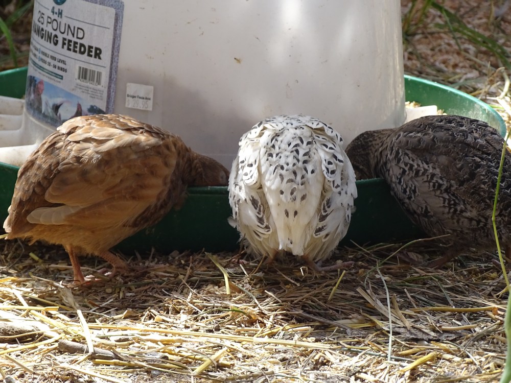 Welcome our Quail! – Nancy Tanner