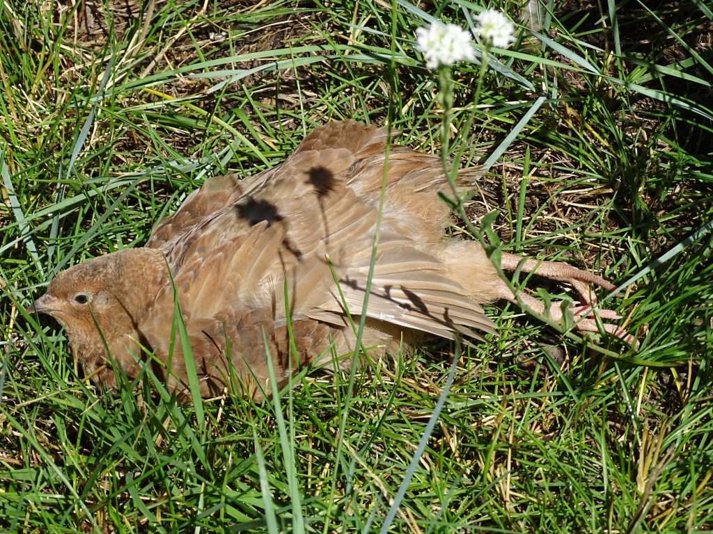 Welcome our Quail! – Nancy Tanner