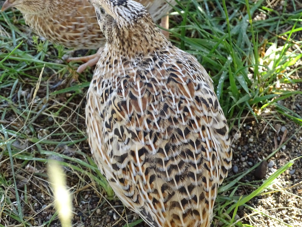Welcome our Quail! – Nancy Tanner