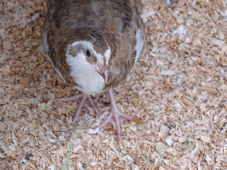 Welcome our Quail! – Nancy Tanner