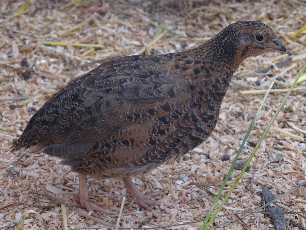 Welcome our Quail! – Nancy Tanner