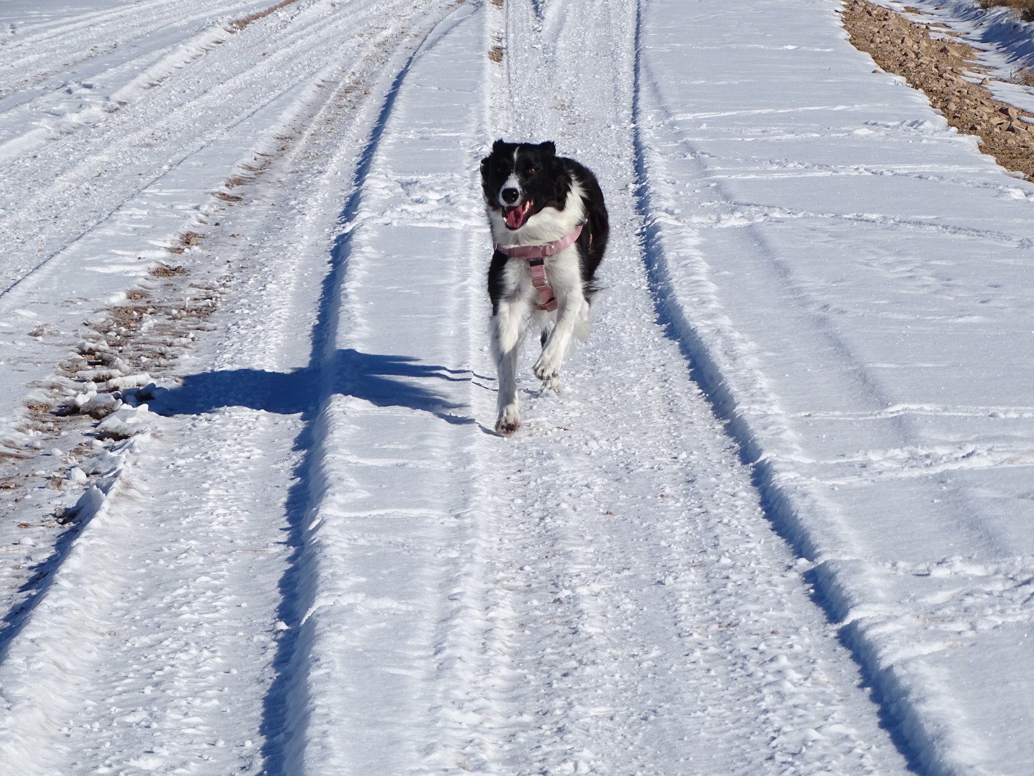Living With An Intact Dog – News From the Farm