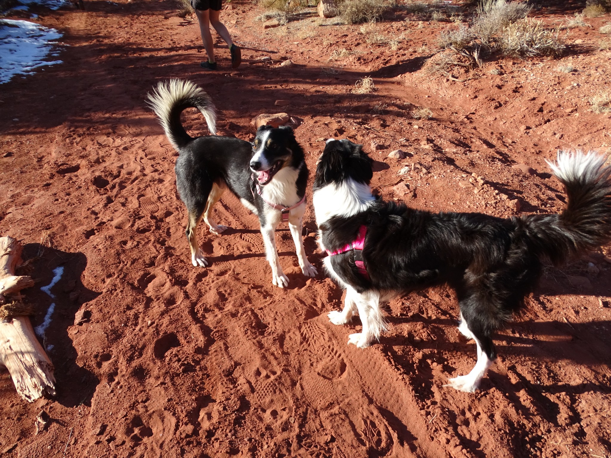 Living With An Intact Dog – News From the Farm